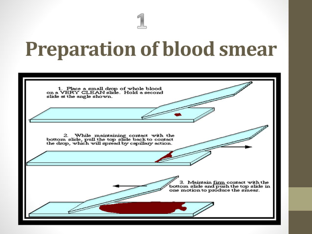 Blood smear staining | PPTX | Blood Disorders | Diseases and Conditions