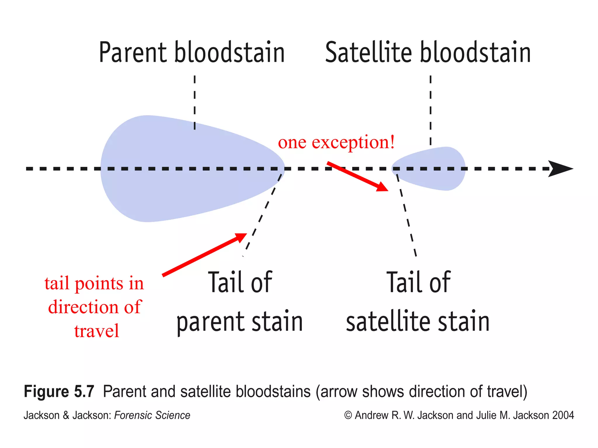 Blood Spatters Analysis | PPT