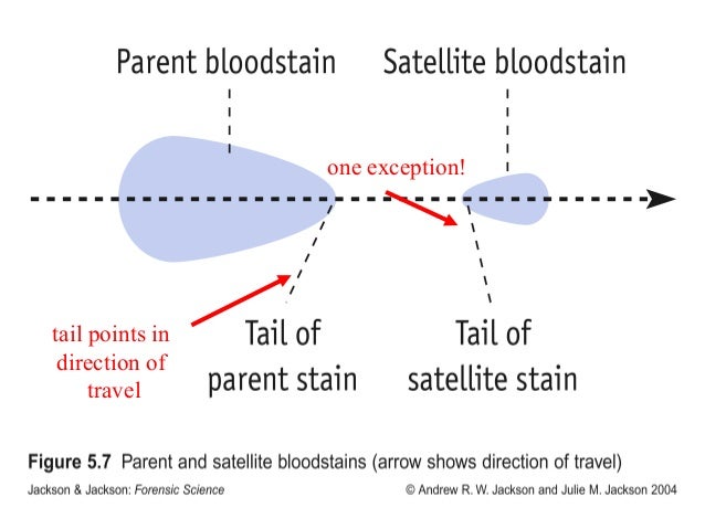 Blood Spatters Analysis