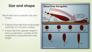 Blood stain Analysis in Forensic Medicine.pptx