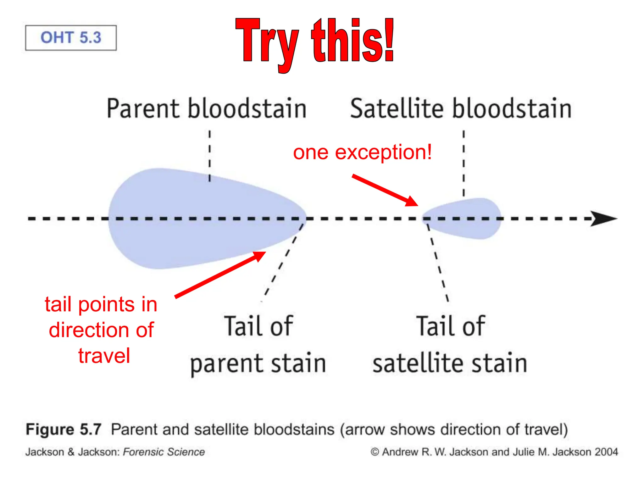 Bloodstain Pattern Analysis (CS-AAPT).ppt
