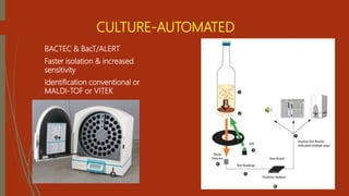 Bloodstream infections& infections causing anaemia | PPTX