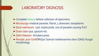 Bloodstream infections& infections causing anaemia | PPTX