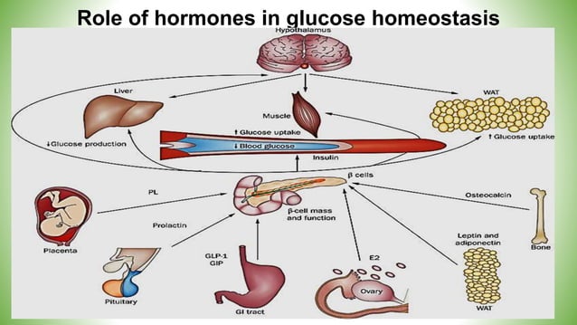 Blood sugar homeostasis | PPTX | Endocrine and Metabolic Diseases ...