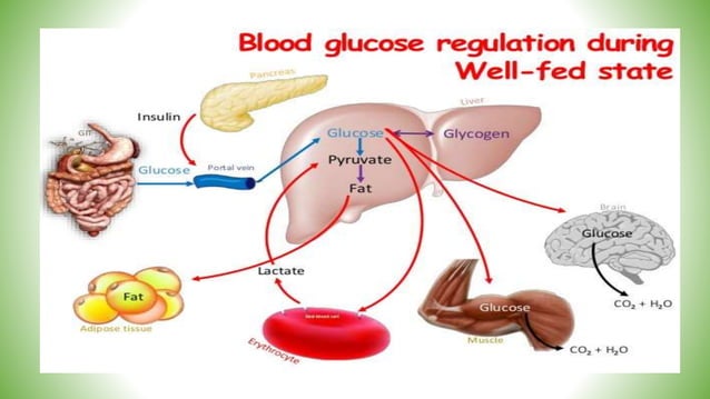 Blood sugar homeostasis