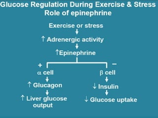 Blood sugar regulation | PPT