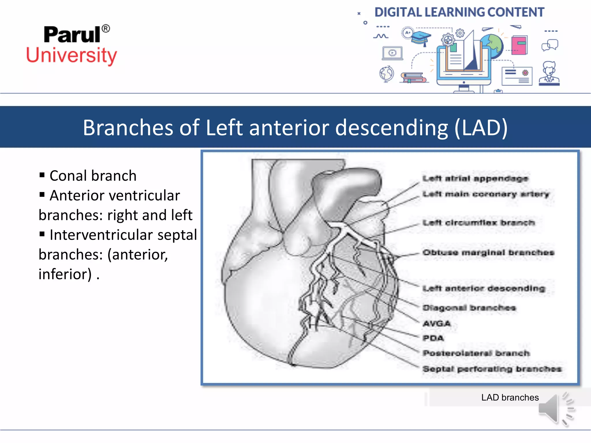 Blood supply of heart | PDF