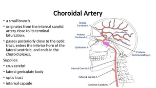 Blood Supply of the brain stem and its Importance .pptx