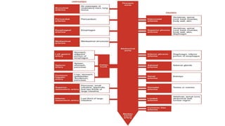 Blood supply (anatomy) | PPT