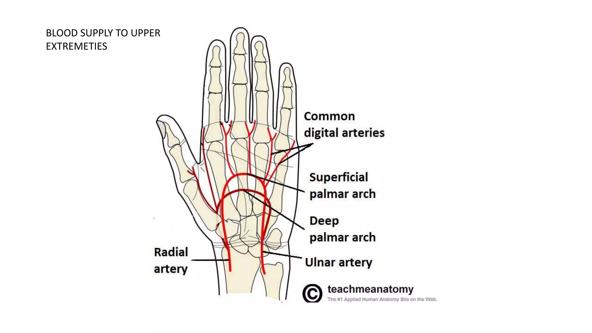 Blood supply (anatomy) | PPTX