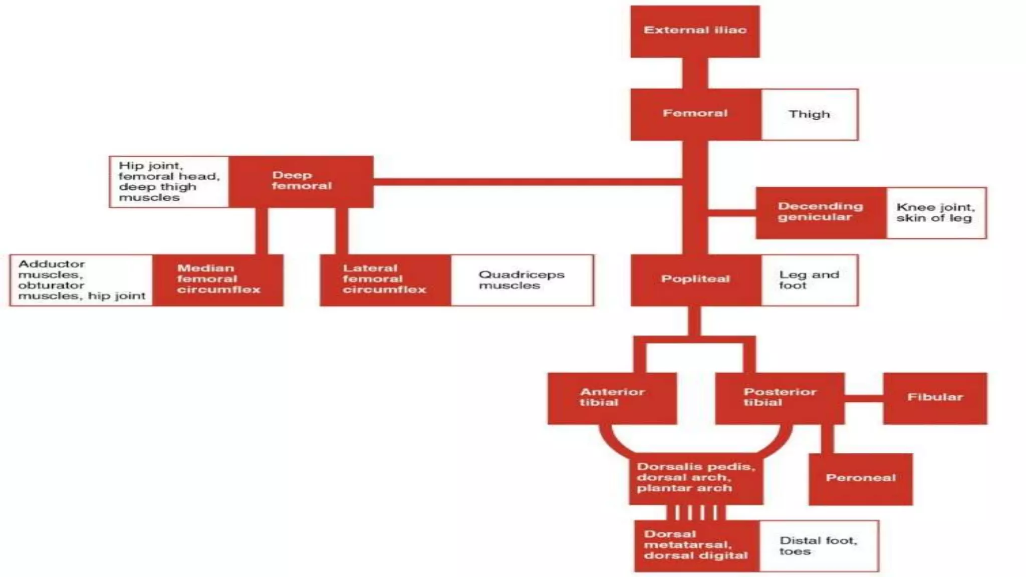 Blood supply (anatomy) | PPTX