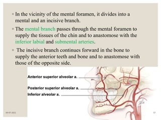 Blood supply and nerve supply to the permanent teeth | PPTX