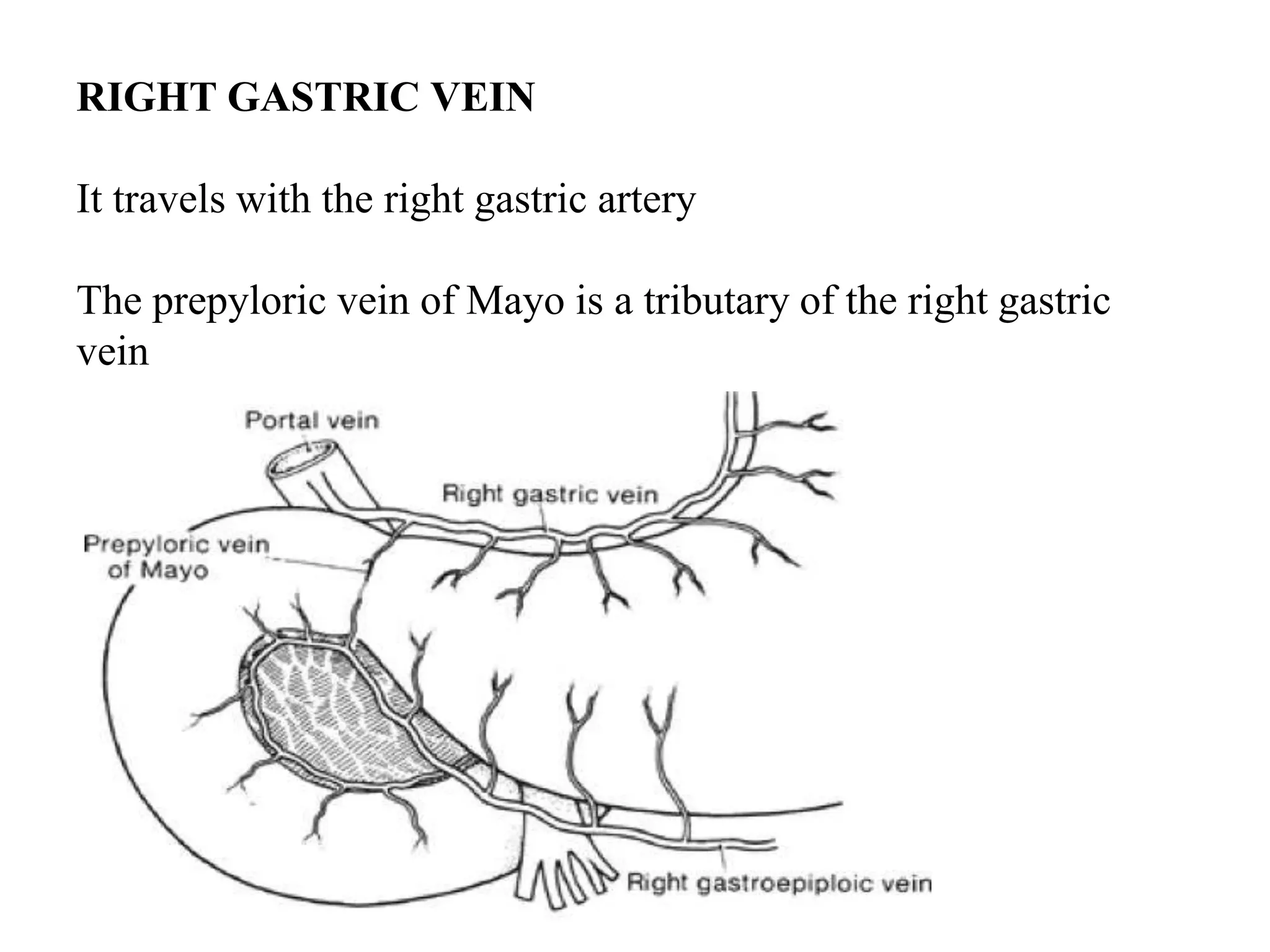 Blood supply and lymphatic drainage of stomach | PPTX