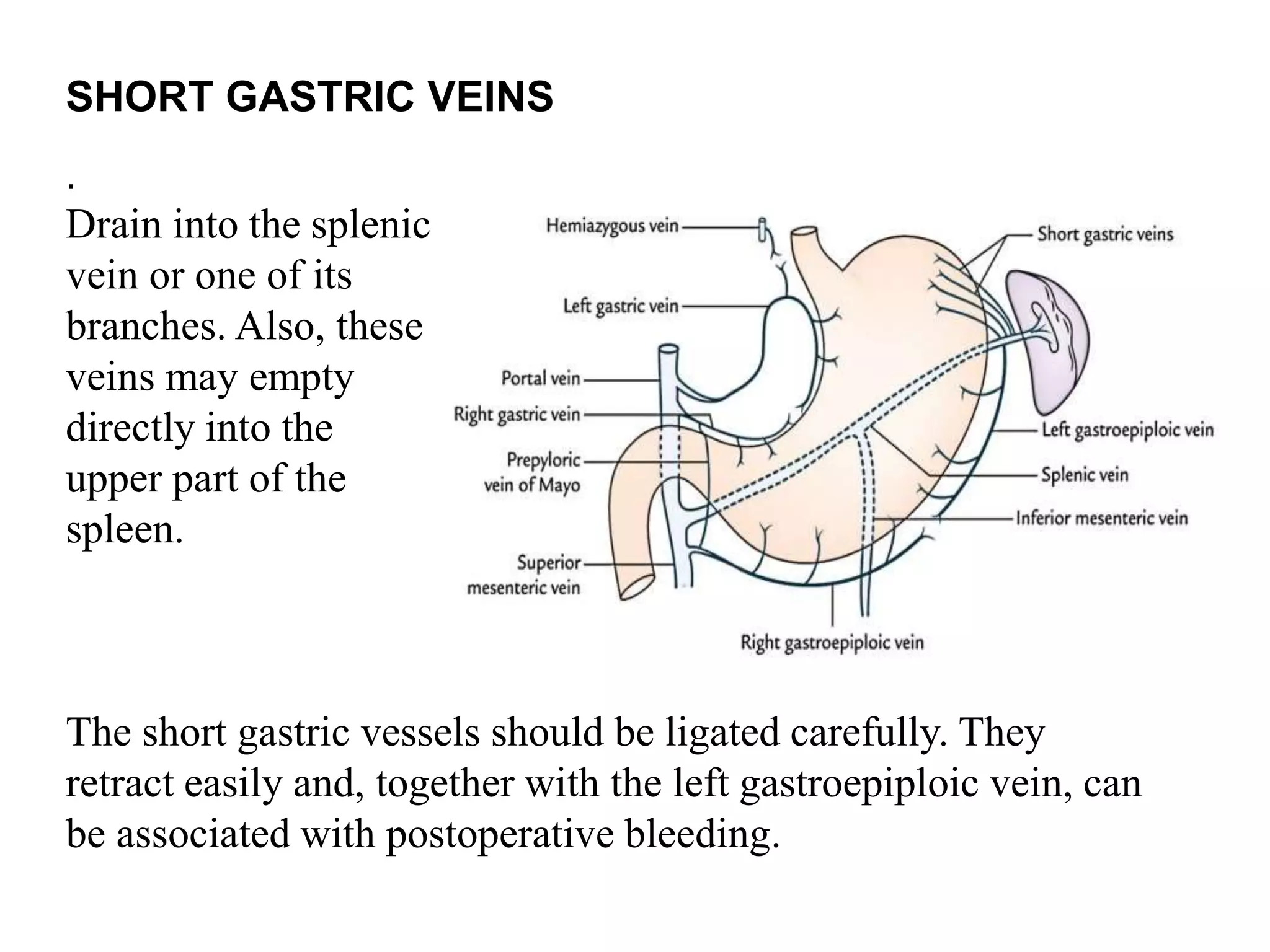 Blood supply and lymphatic drainage of stomach | PPTX