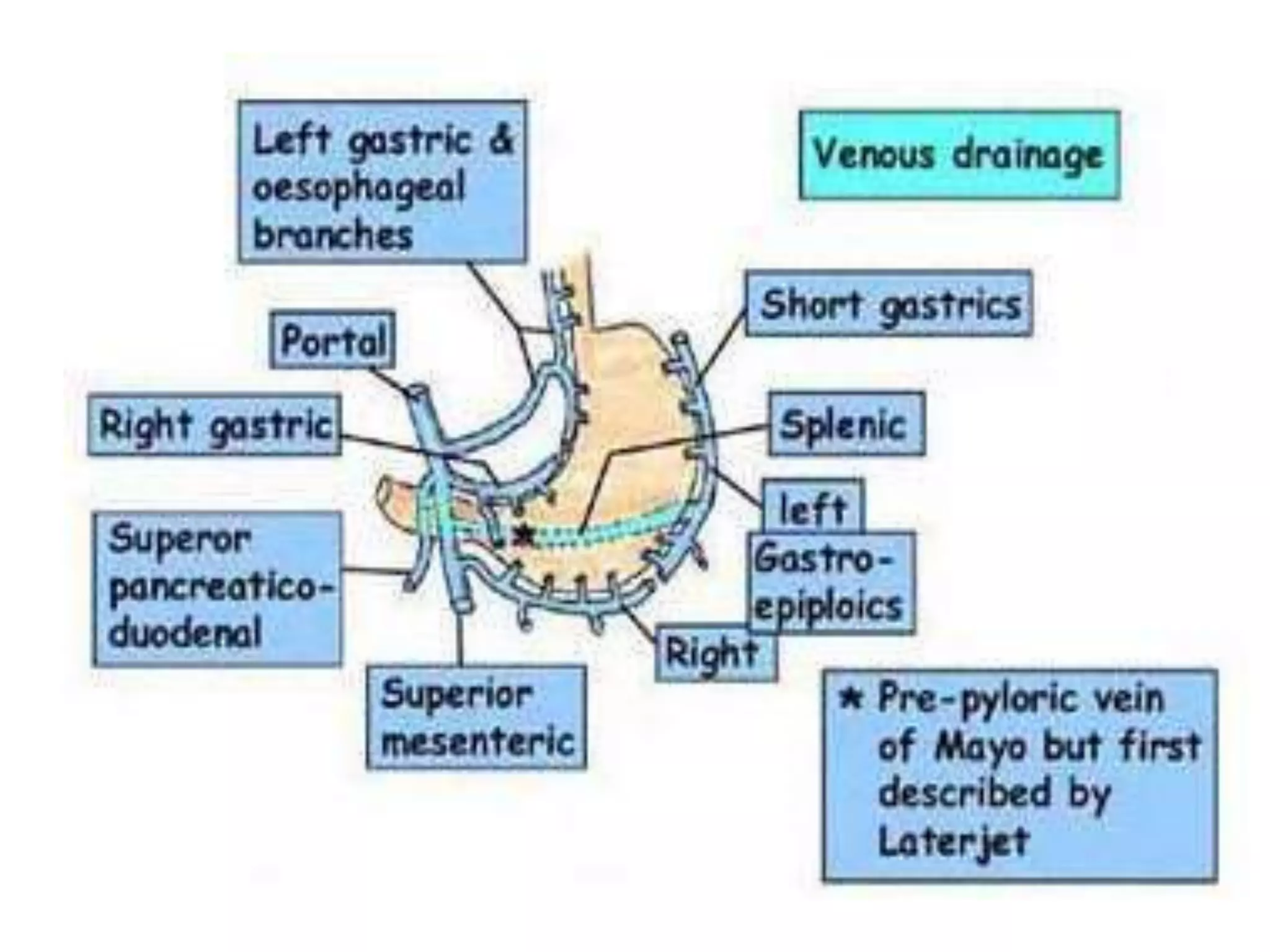 Blood supply and lymphatic drainage of stomach | PPTX