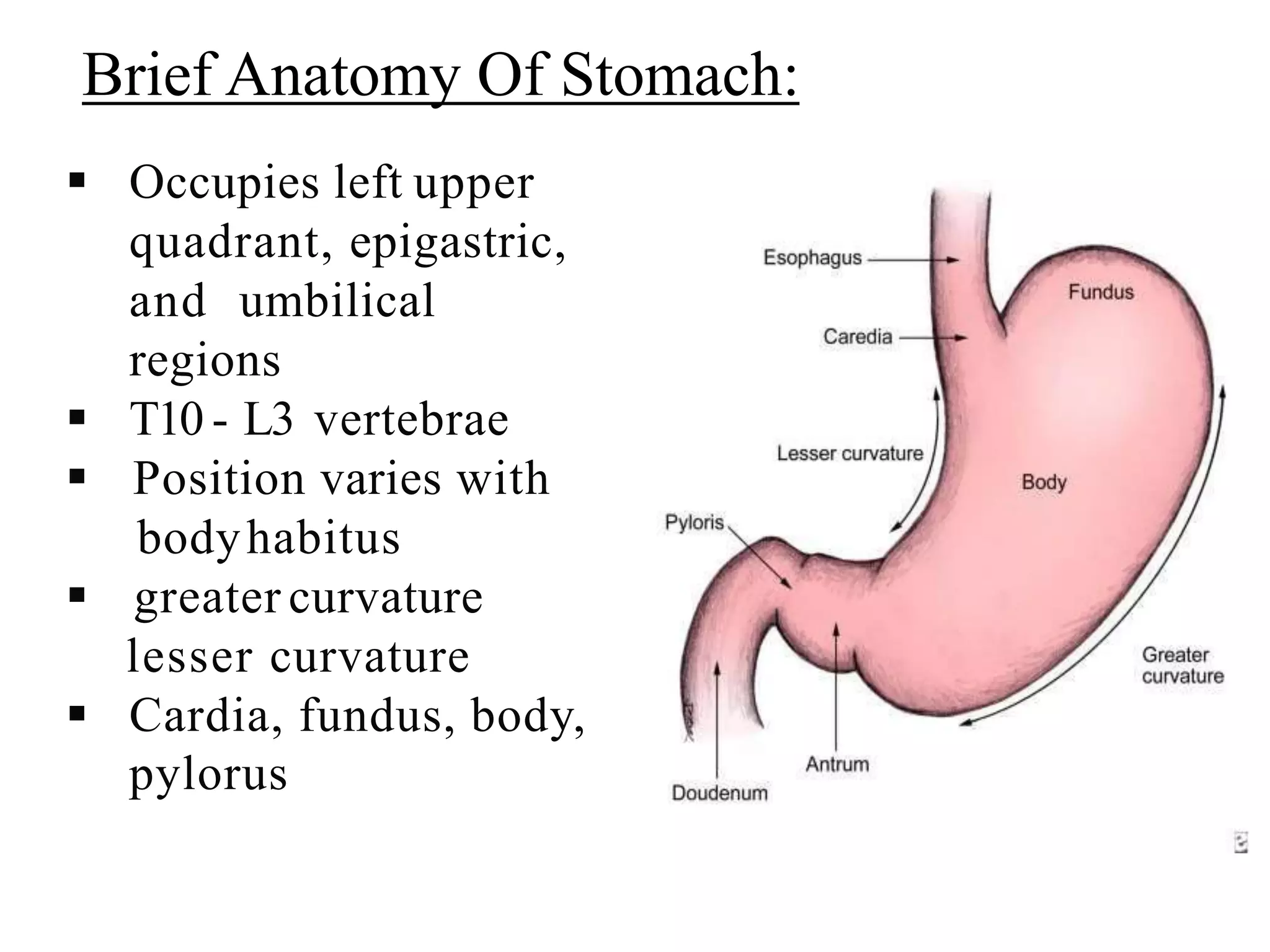 Blood supply and lymphatic drainage of stomach | PPTX