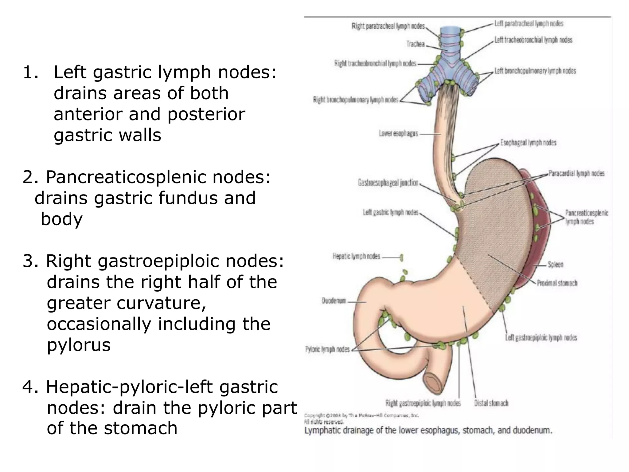 Blood supply and lymphatic drainage of stomach | PPTX