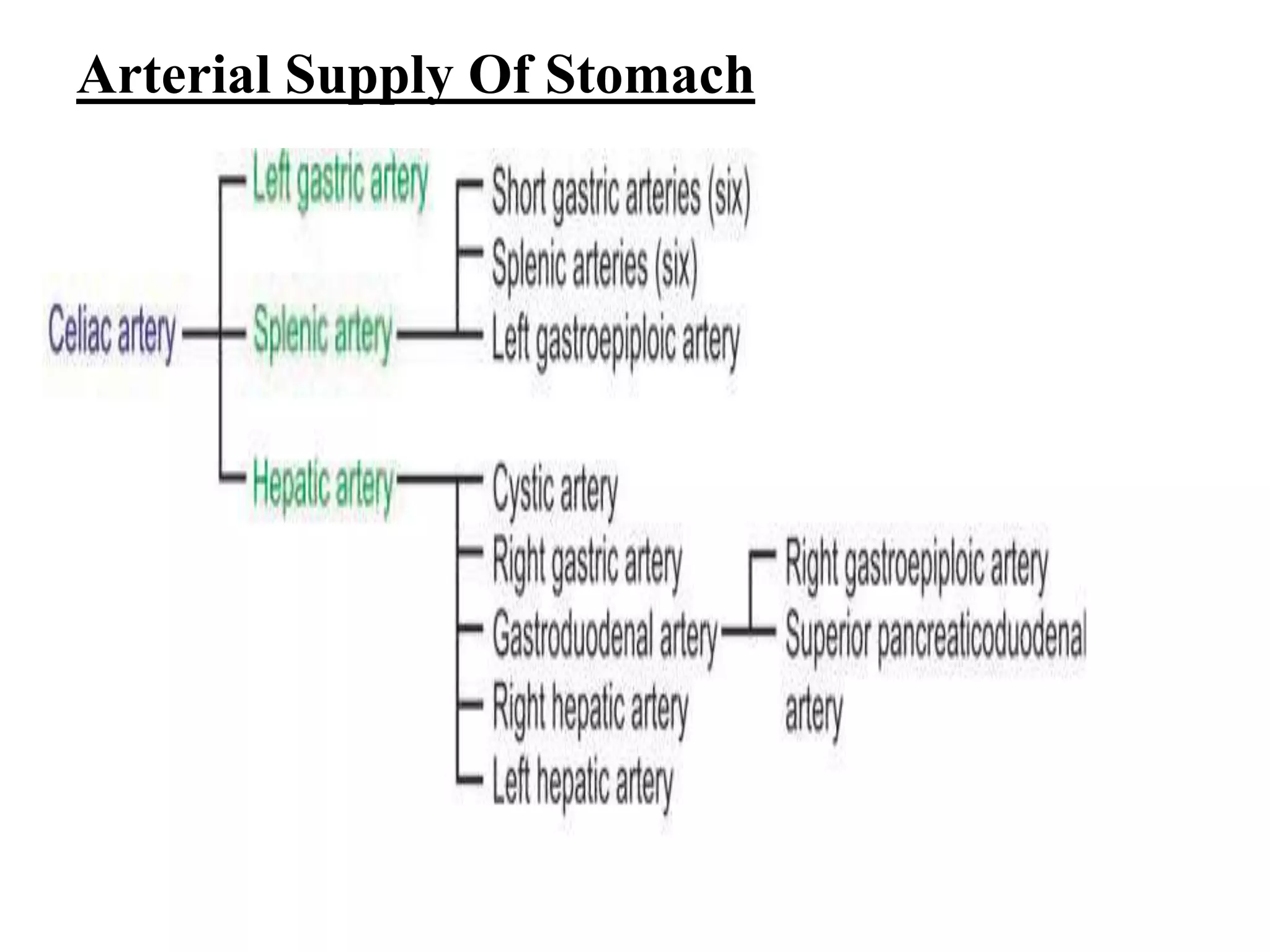 Blood supply and lymphatic drainage of stomach | PPTX