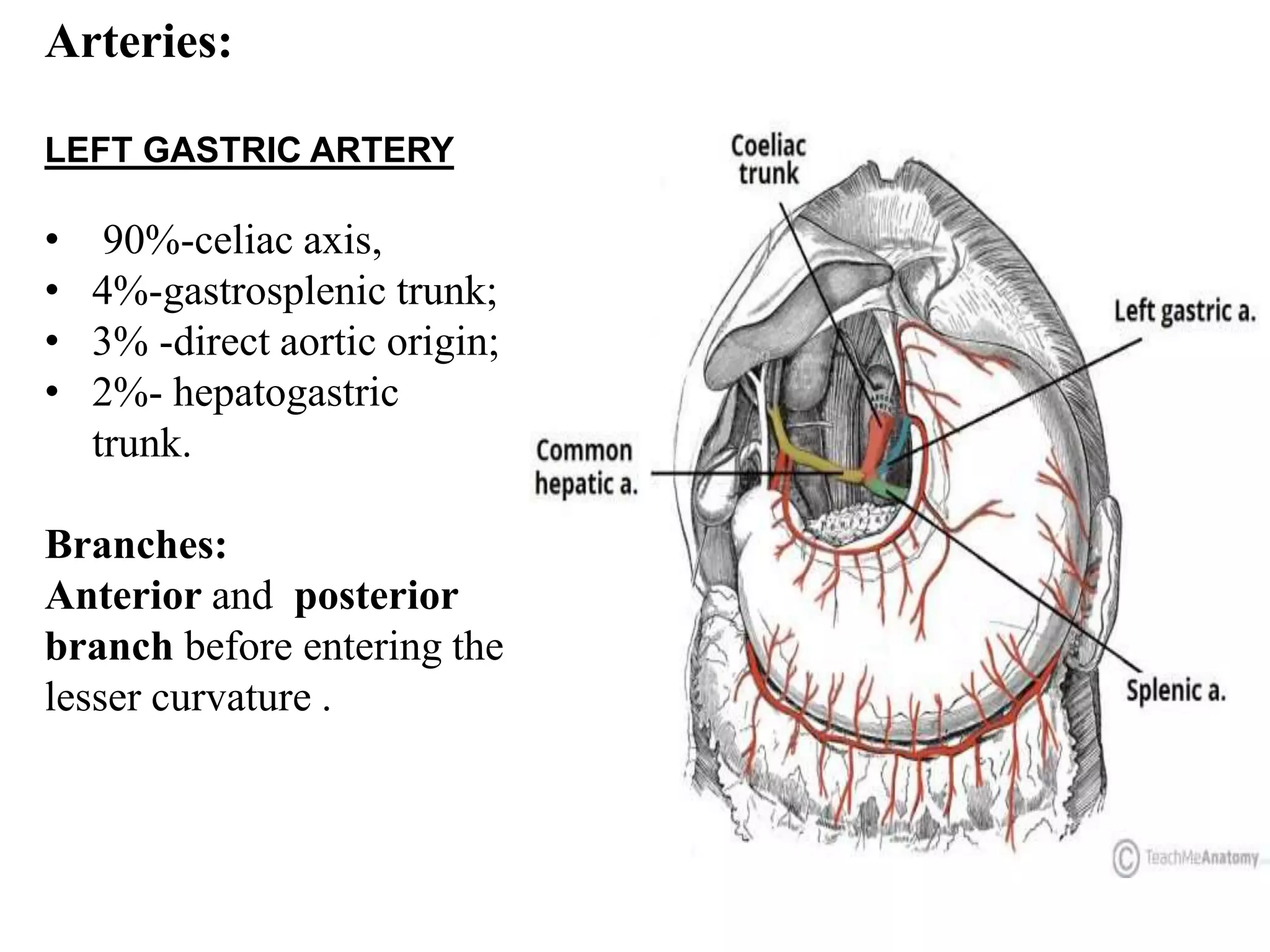 Blood supply and lymphatic drainage of stomach | PPTX