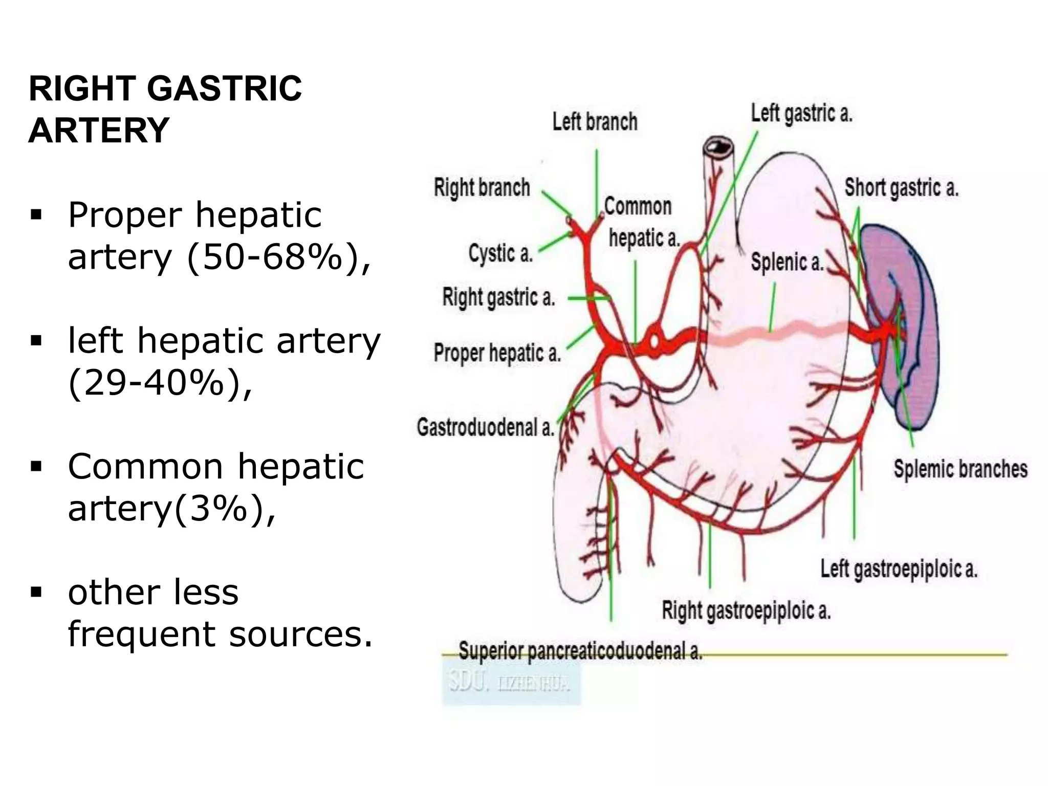 Blood supply and lymphatic drainage of stomach | PPTX