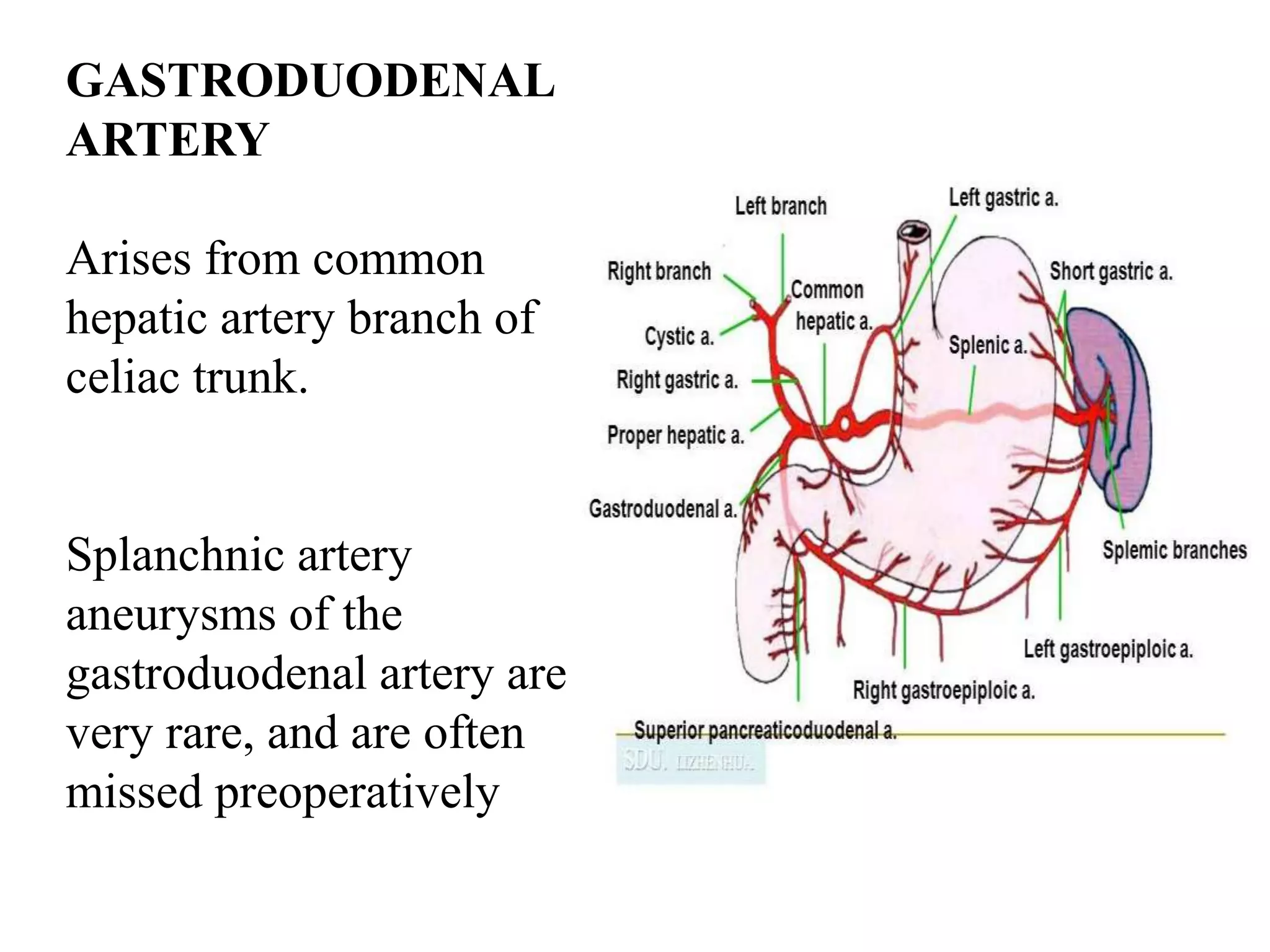 Blood supply and lymphatic drainage of stomach | PPTX