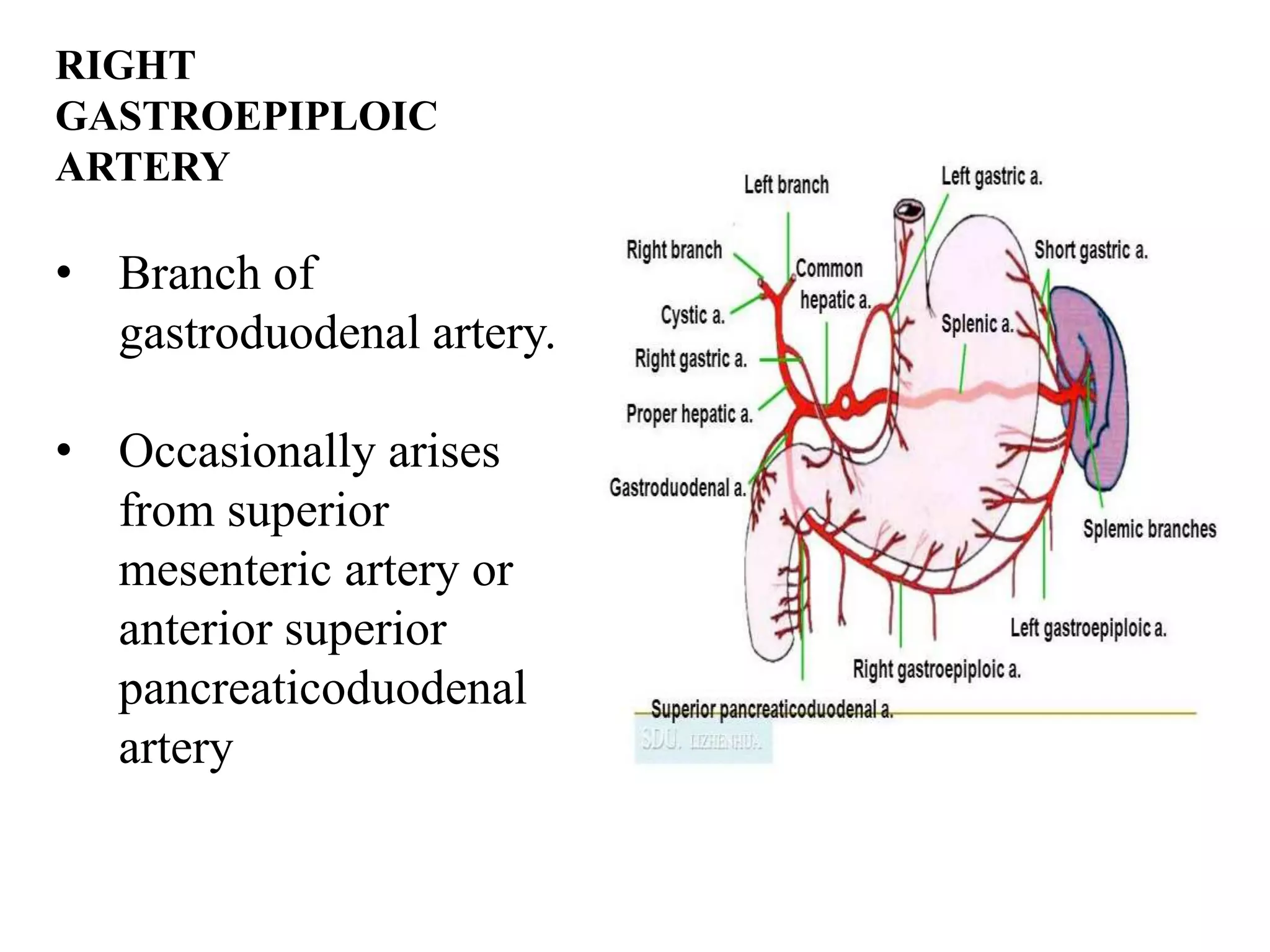 Blood supply and lymphatic drainage of stomach | PPTX