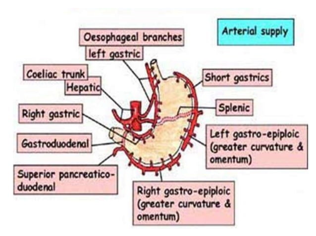 Blood supply and lymphatic drainage of stomach | PPTX