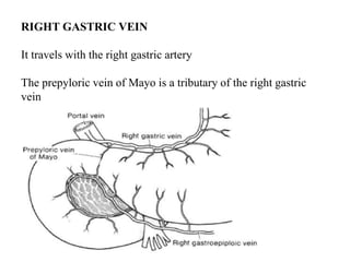 Blood supply and lymphatic drainage of stomach | PPTX