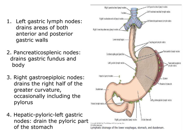 Blood supply and lymphatic drainage of stomach | PPTX