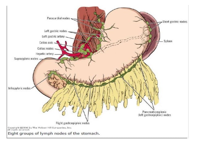 Blood supply and lymphatic drainage of stomach | PPTX