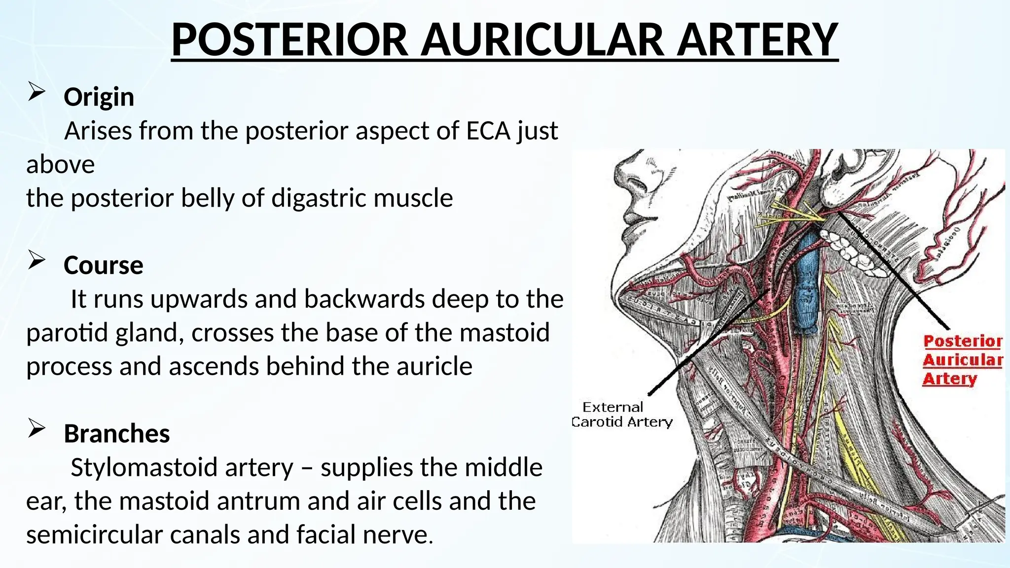 blood supply and lymphatic of head Neck.pptx