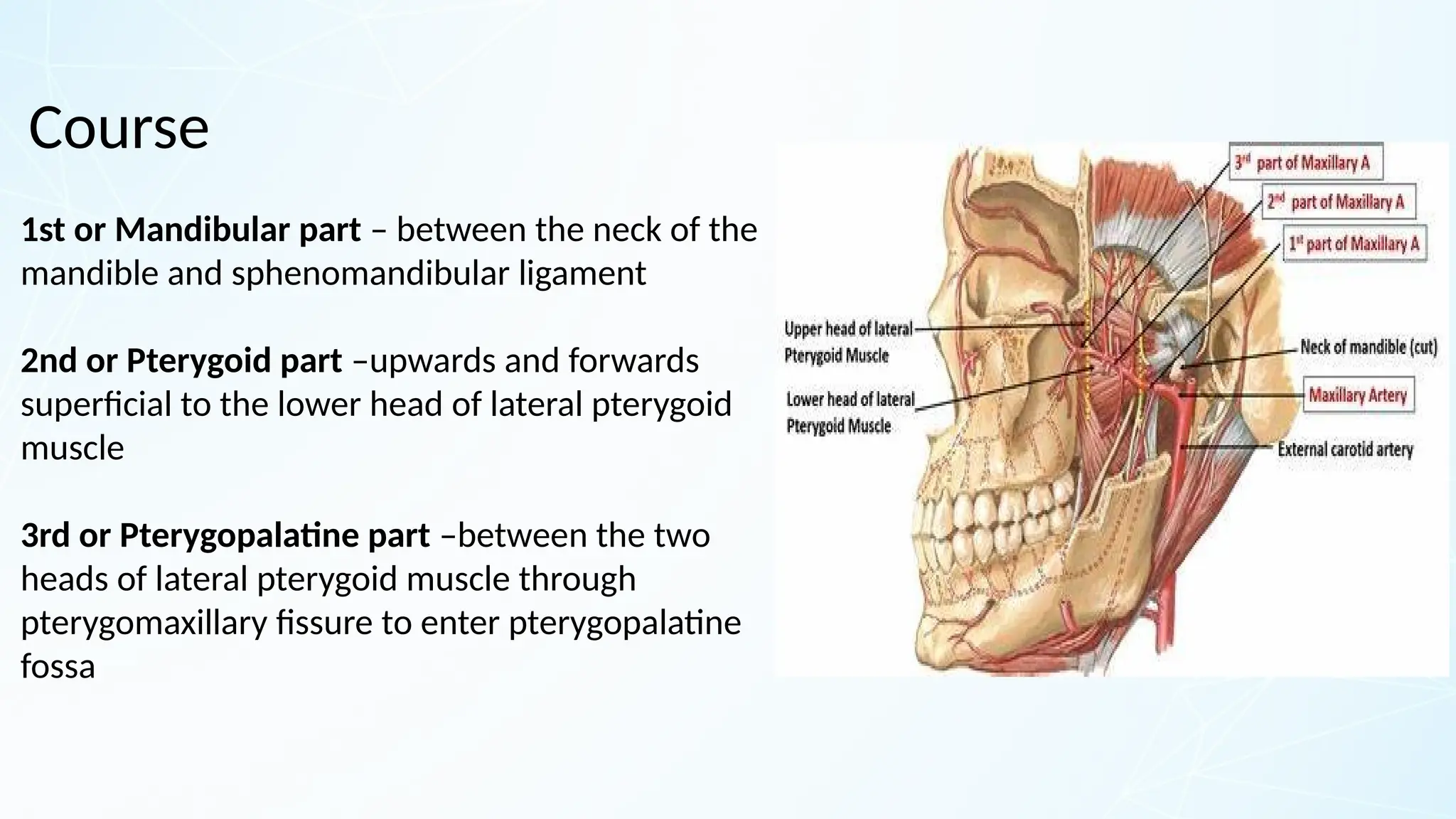 blood supply and lymphatic of head Neck.pptx