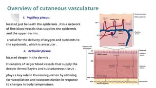 BLOOD SUPPLY AND LYMPHATICS OF SKIN SEMINAR BY DR SHAILESH.pptx