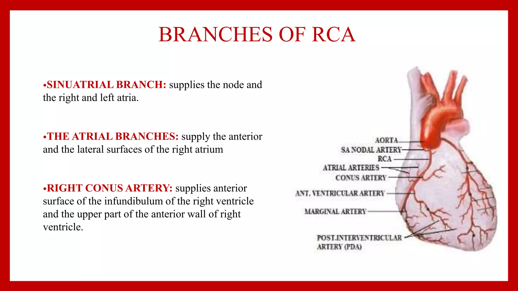 Blood supply and venous drainage of heart | PPTX