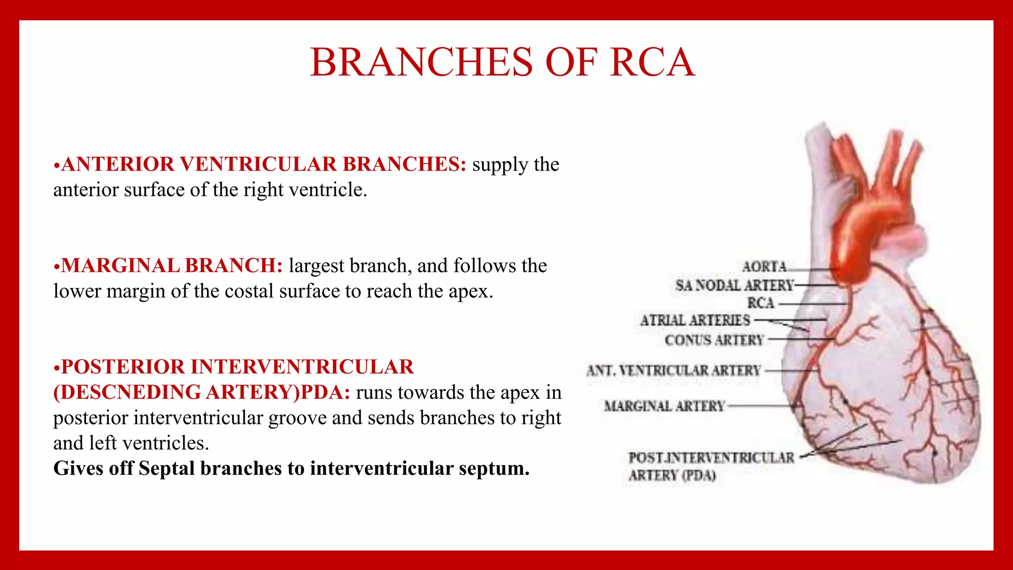 Blood supply and venous drainage of heart | PPTX