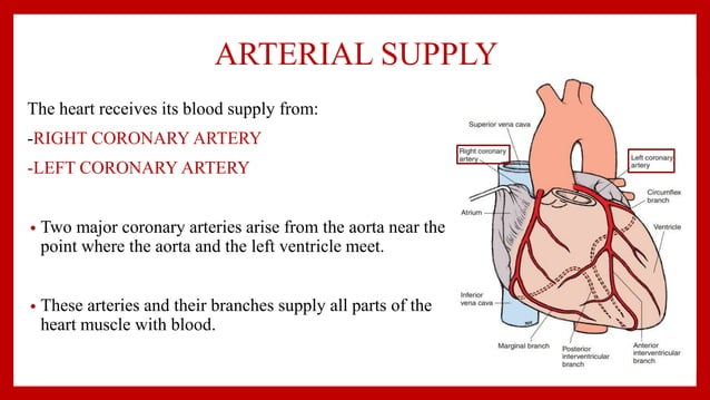 Blood supply and venous drainage of heart | PPTX