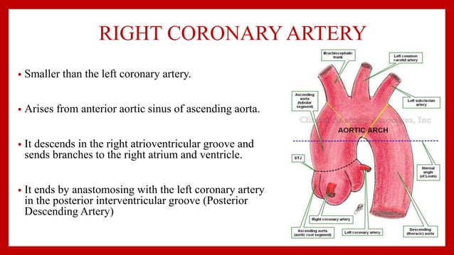Blood supply and venous drainage of heart | PPTX