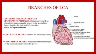 Blood supply and venous drainage of heart | PPTX