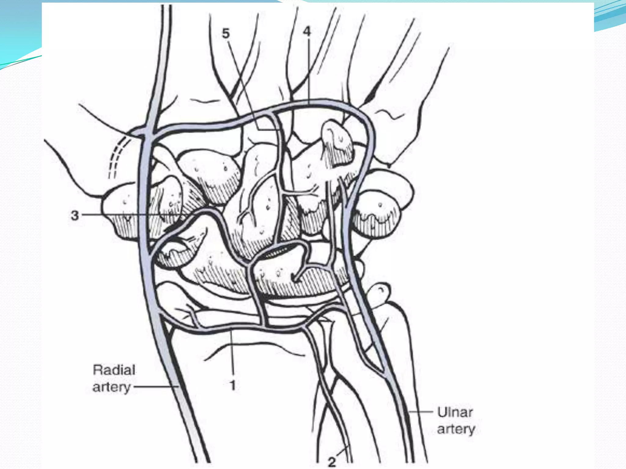 Blood supply & fractures of scaphoid | PPTX