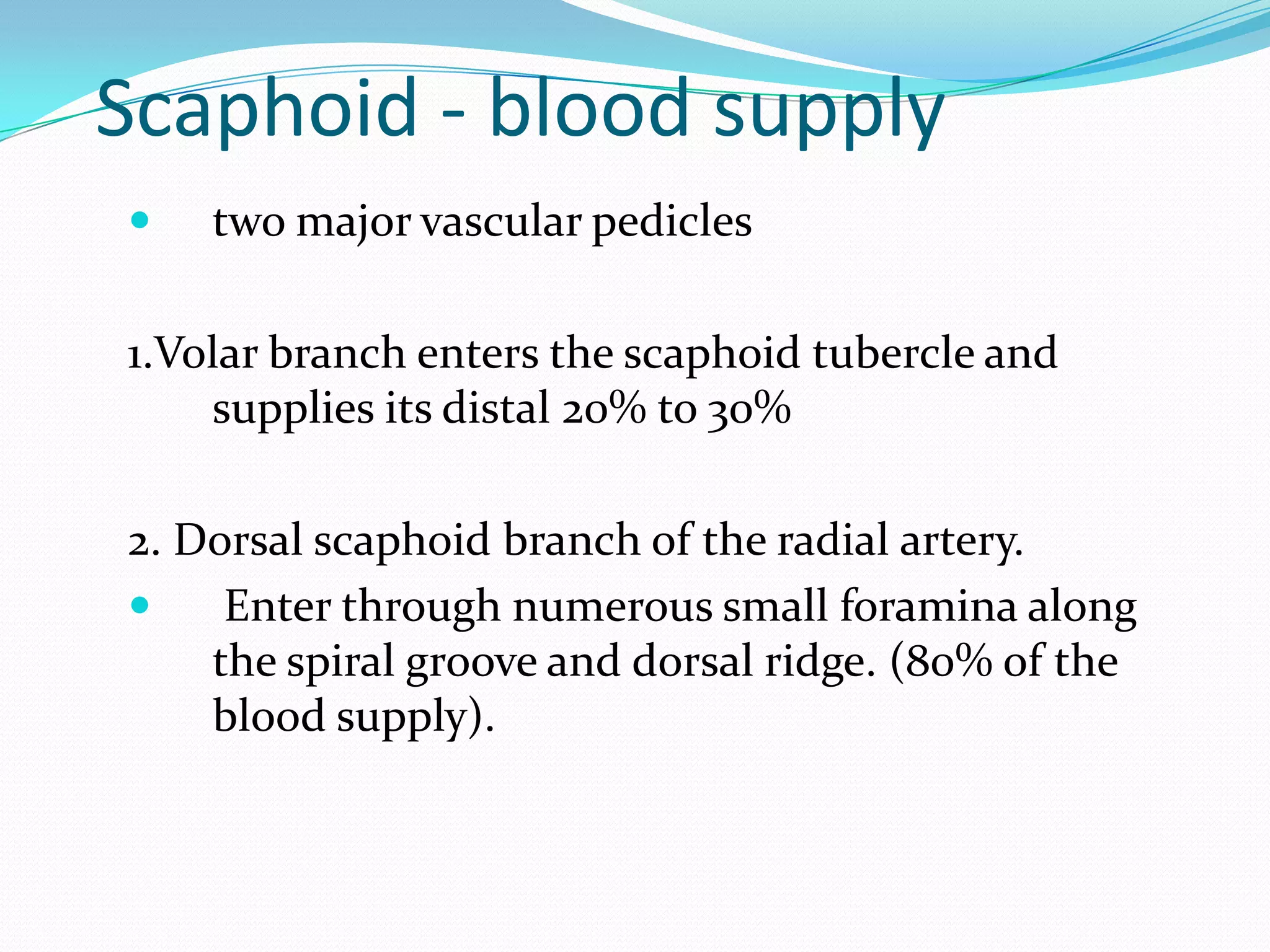 Blood supply & fractures of scaphoid