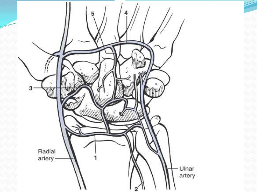 Blood supply & fractures of scaphoid
