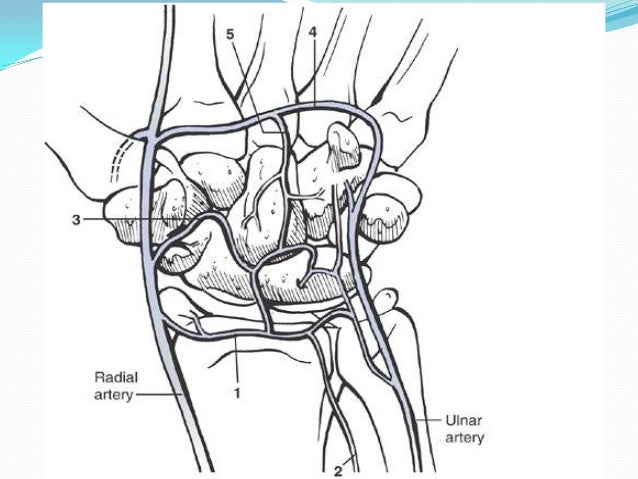 Blood supply & fractures of scaphoid