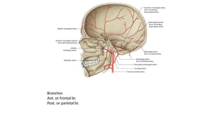 Blood supply Head and Neck Anatomy .pptx