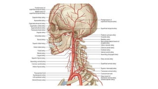 Blood supply Head and Neck Anatomy .pptx