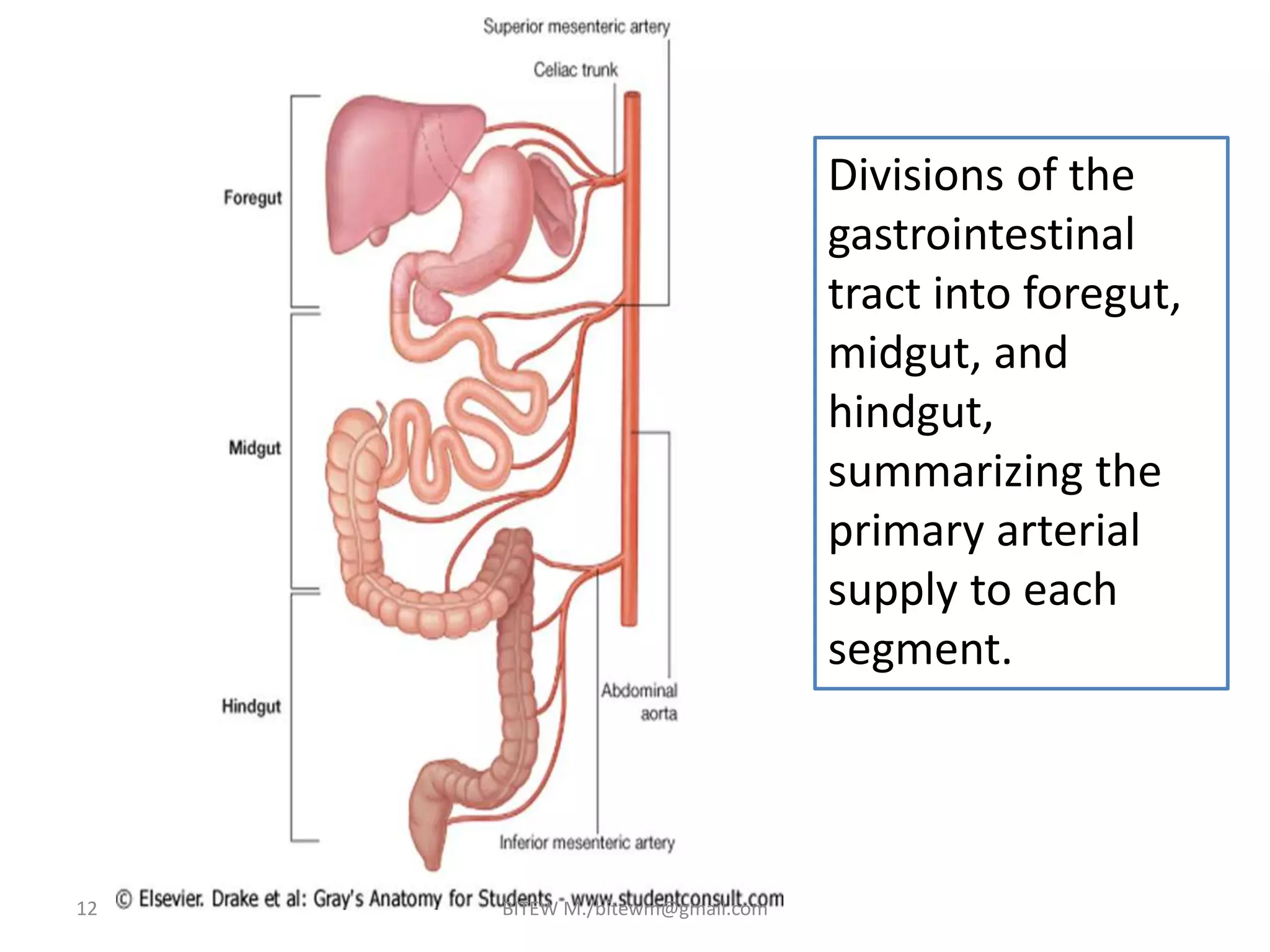 Blood supply, lymphatic drainage and nerves of the gastrointestinal ...