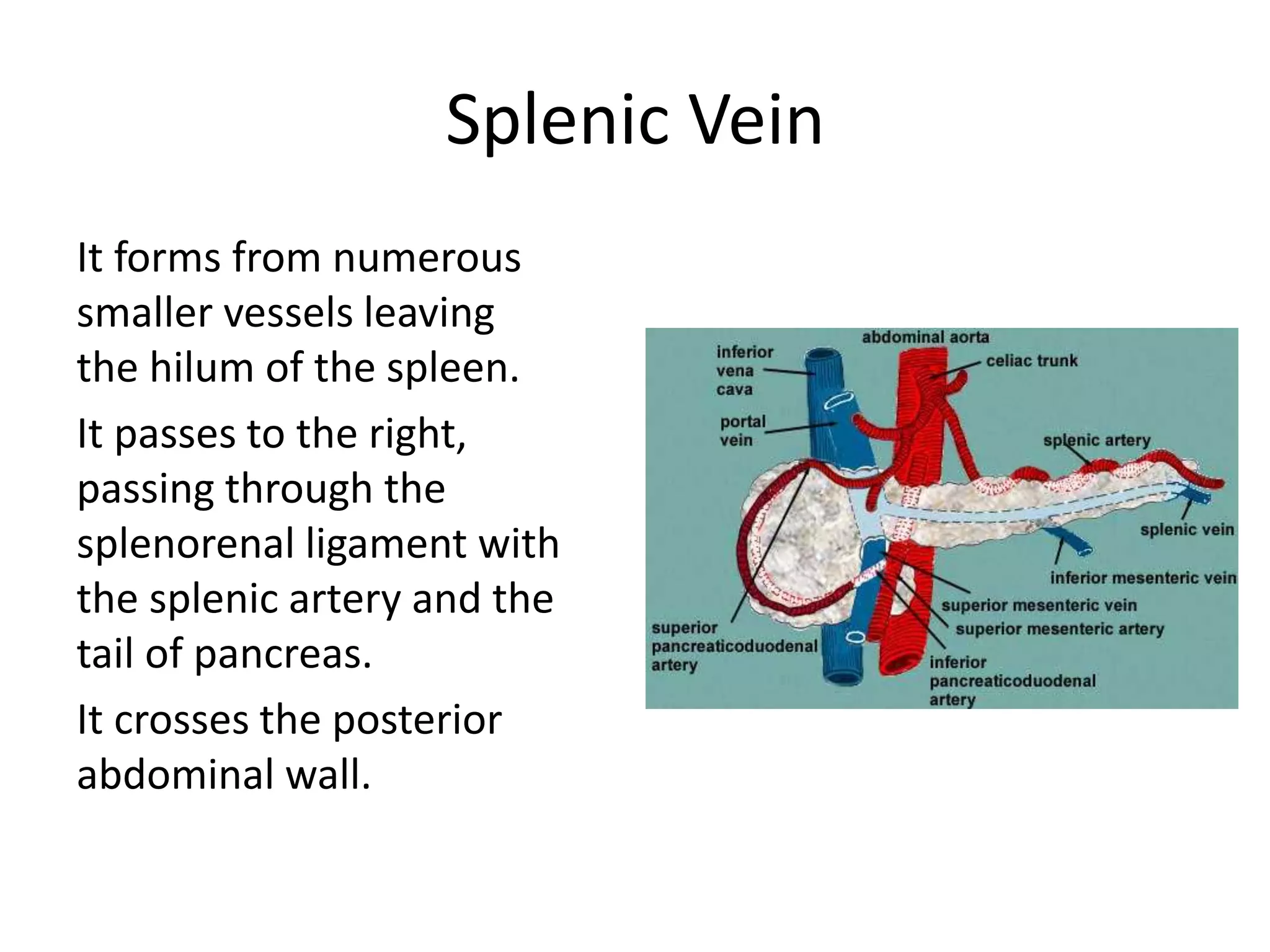 Blood supply, lymphatic drainage and nerves of the gastrointestinal ...