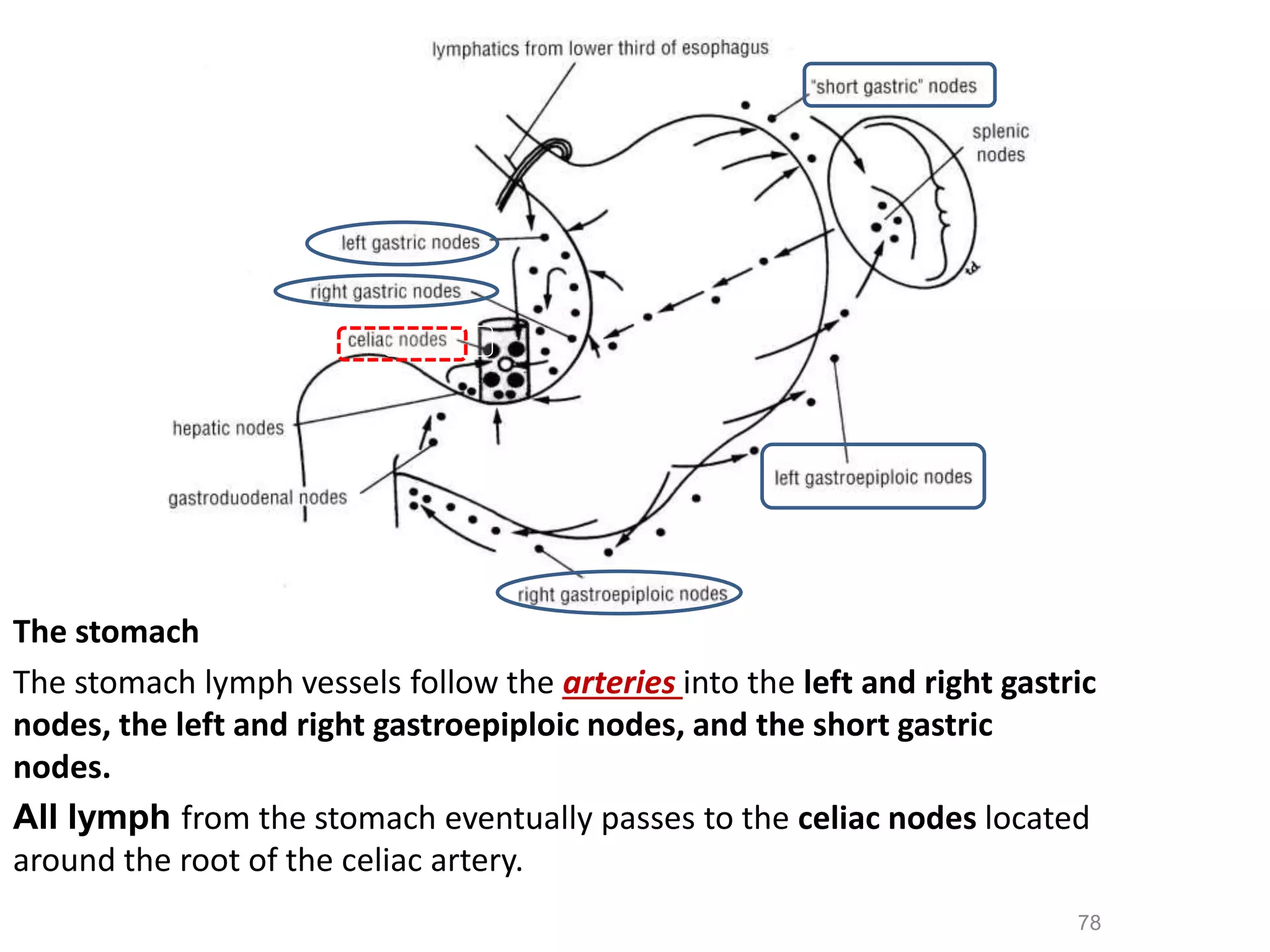 Blood supply, lymphatic drainage and nerves of the gastrointestinal ...
