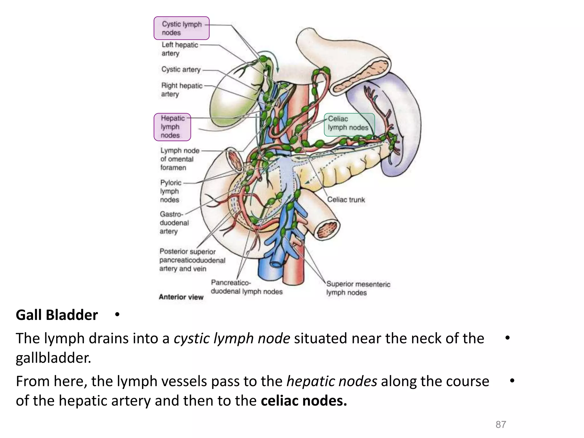 Blood supply, lymphatic drainage and nerves of the gastrointestinal ...