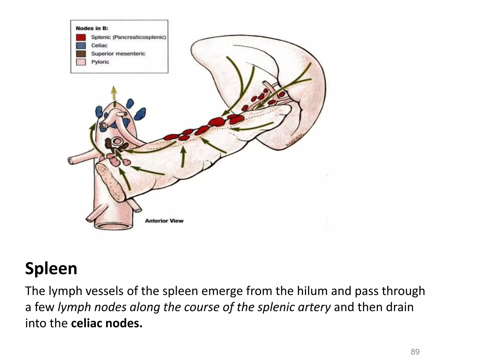 Blood supply, lymphatic drainage and nerves of the gastrointestinal ...