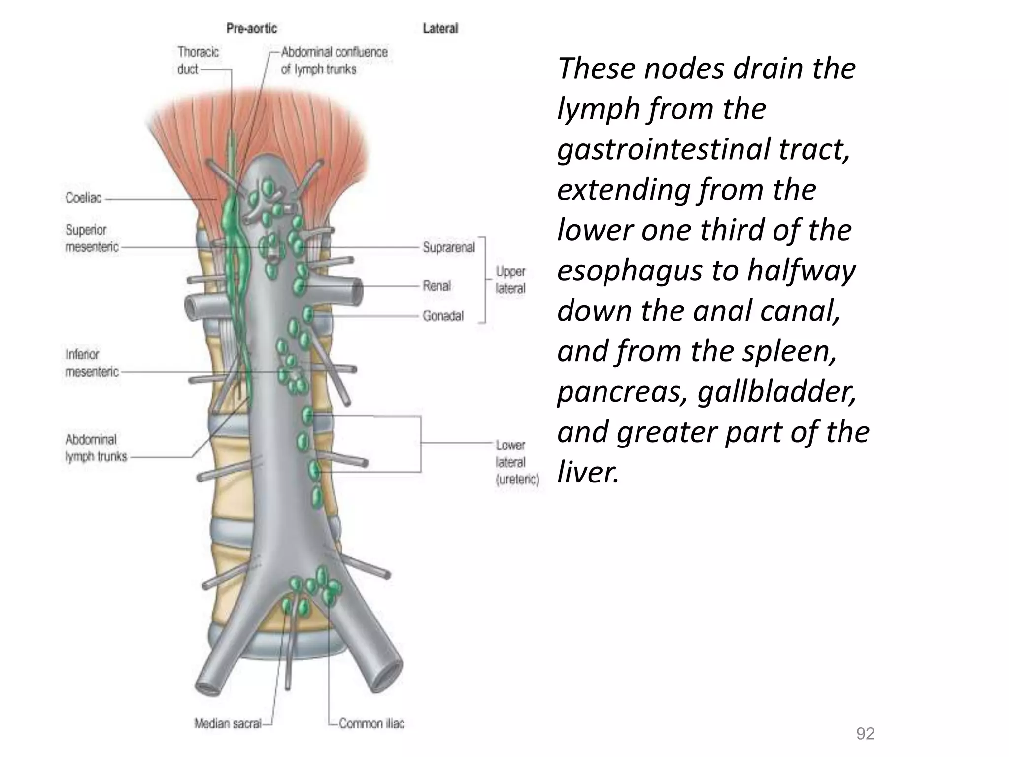 Blood supply, lymphatic drainage and nerves of the gastrointestinal ...